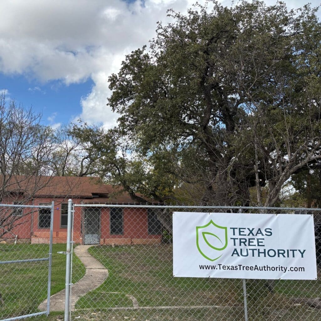 Professional Tree Services For San Antonio Homeowners | Texas Tree ...